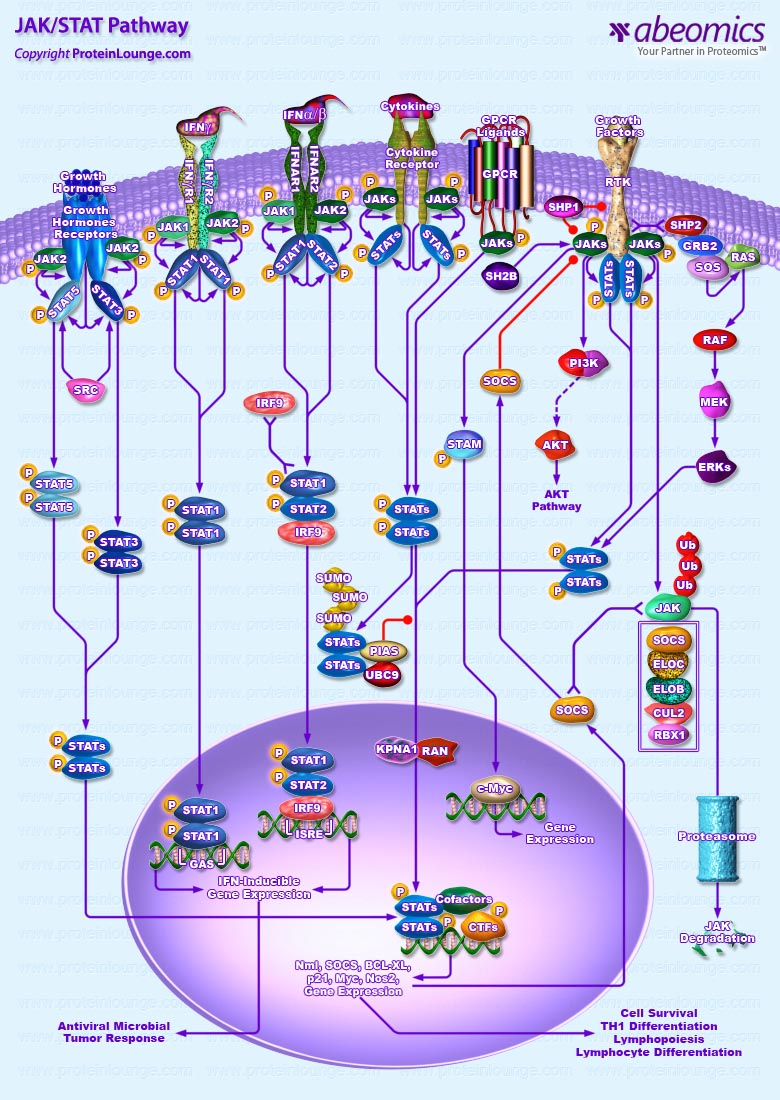 JAK-STAT Pathway
